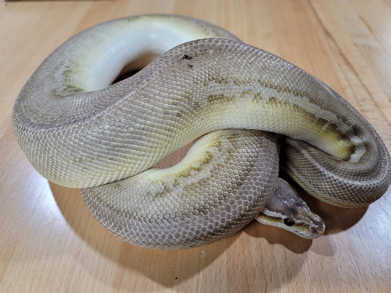 Pewter Leopard Lesser Pos Het Pied Ball Python by SNKE LTD ...
