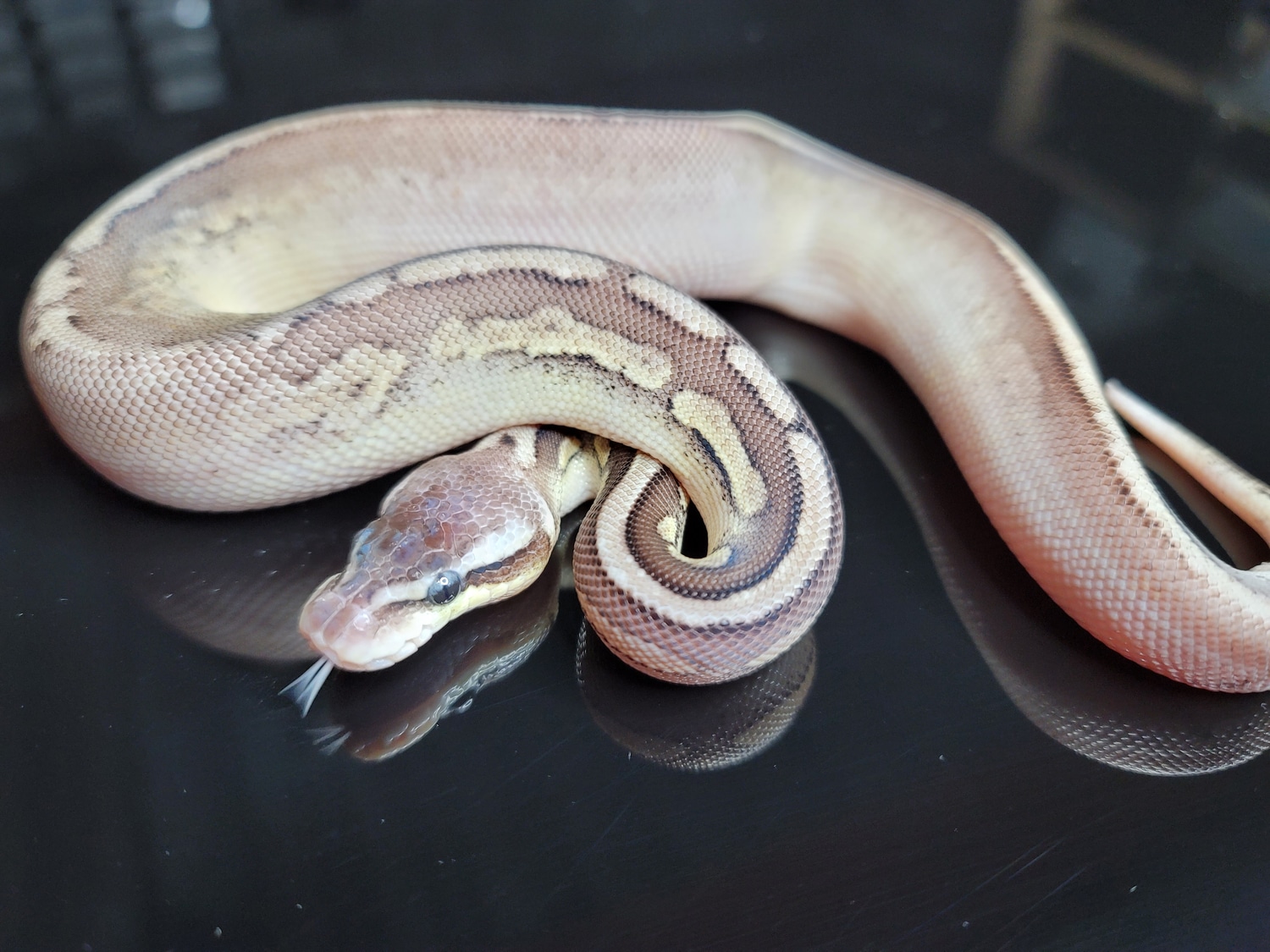 Pewter Sandblast Pos Het Pied Ball Python by SNKE LTD - (BlindStryke ...