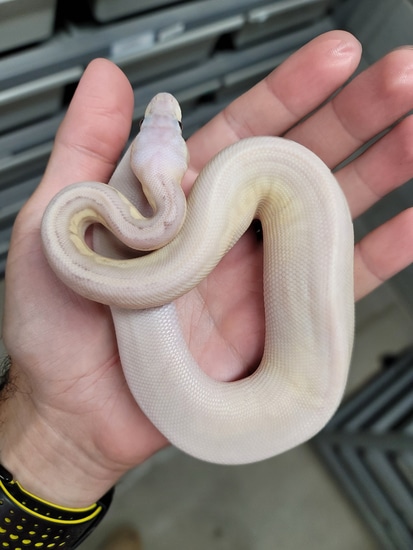 *FREE SHIPPING* Banana Pewter Sandblast Pos Het Pied Ball Python by ...