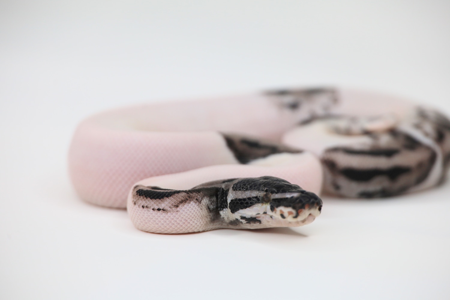 ⚡️Lightning Pied⚡️ Ball Python by BlindStryke Exotics - MorphMarket