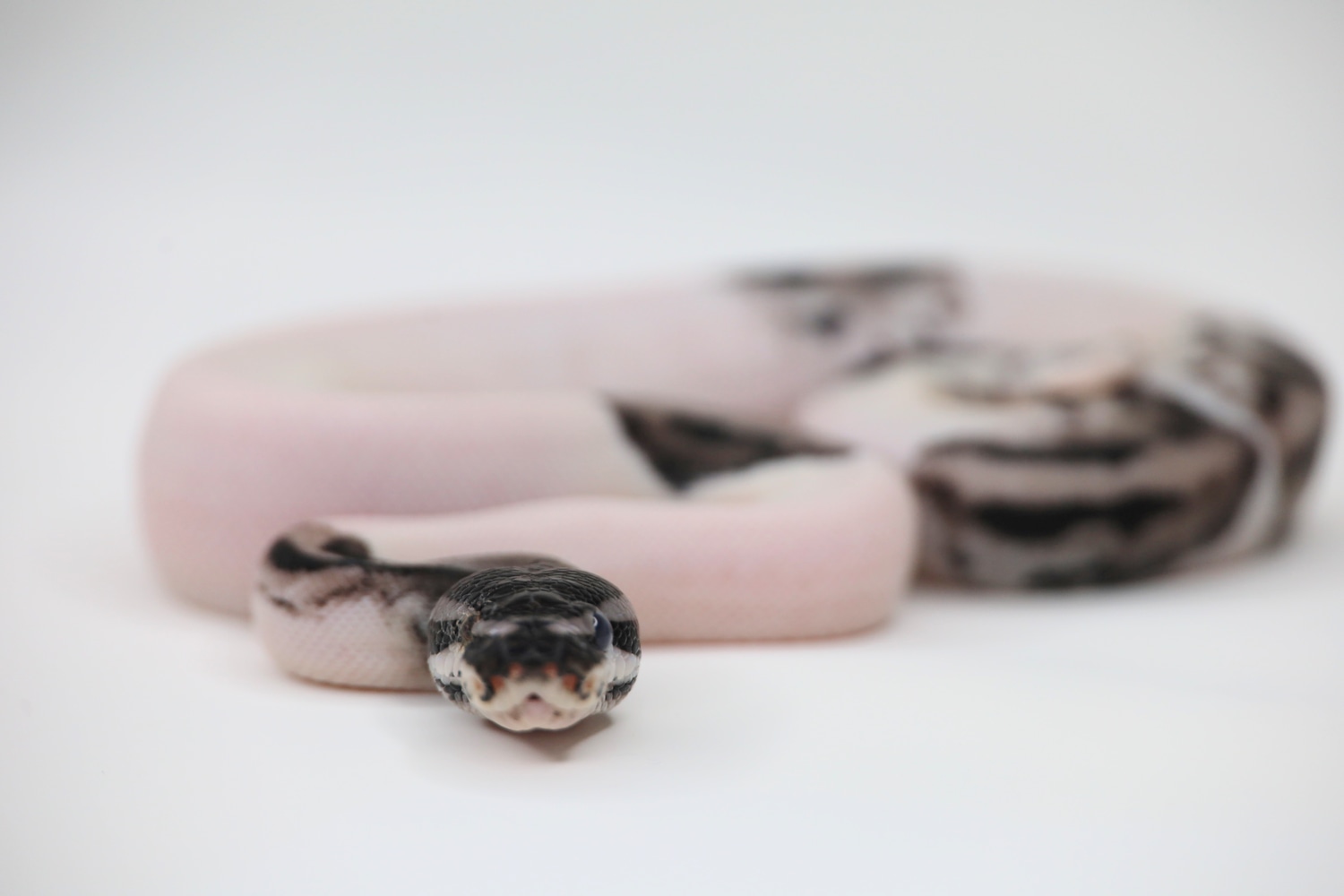 ⚡️Lightning Pied⚡️ Ball Python by BlindStryke Exotics - MorphMarket