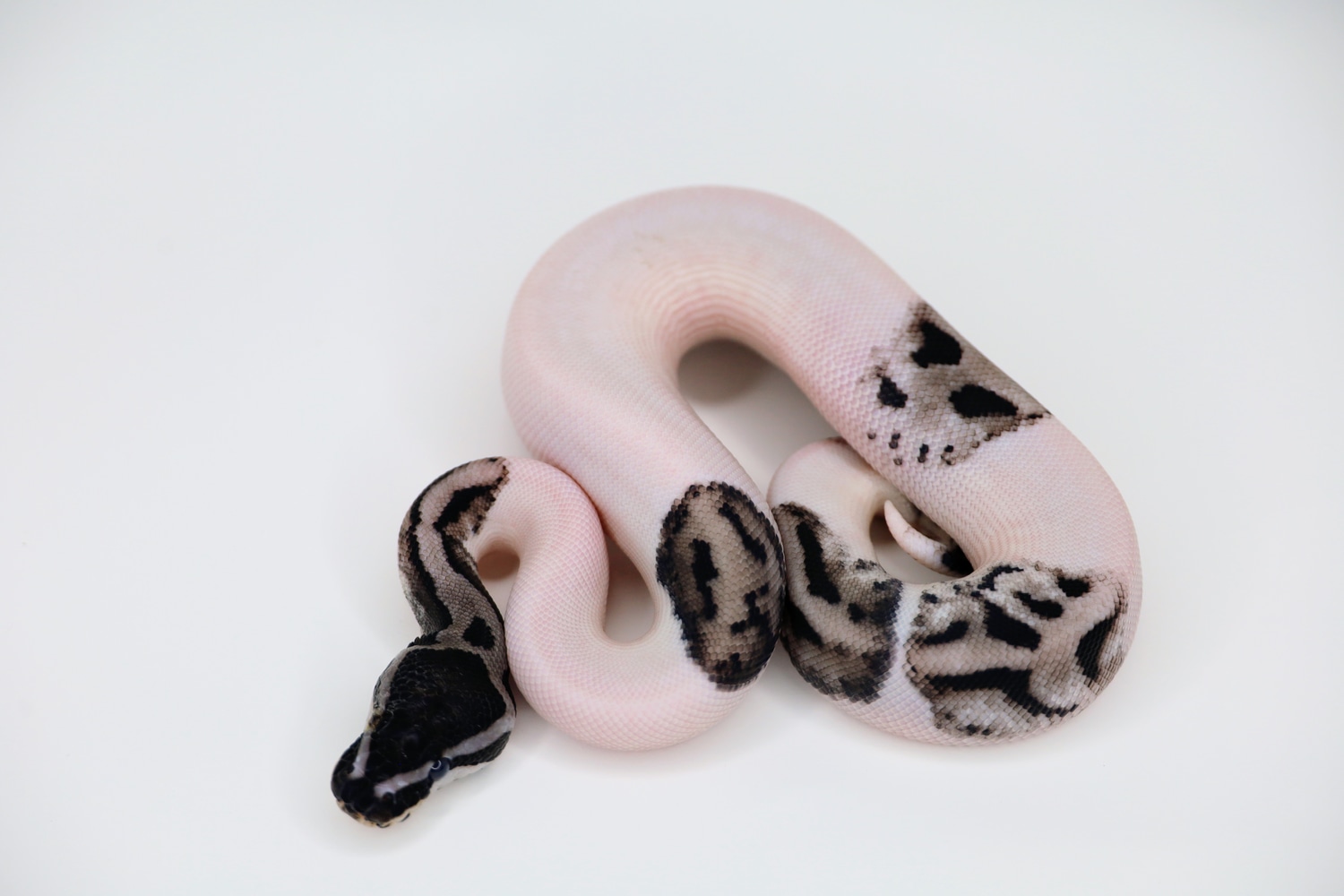 ⚡️Lightning Pied⚡️ Ball Python by BlindStryke Exotics - MorphMarket