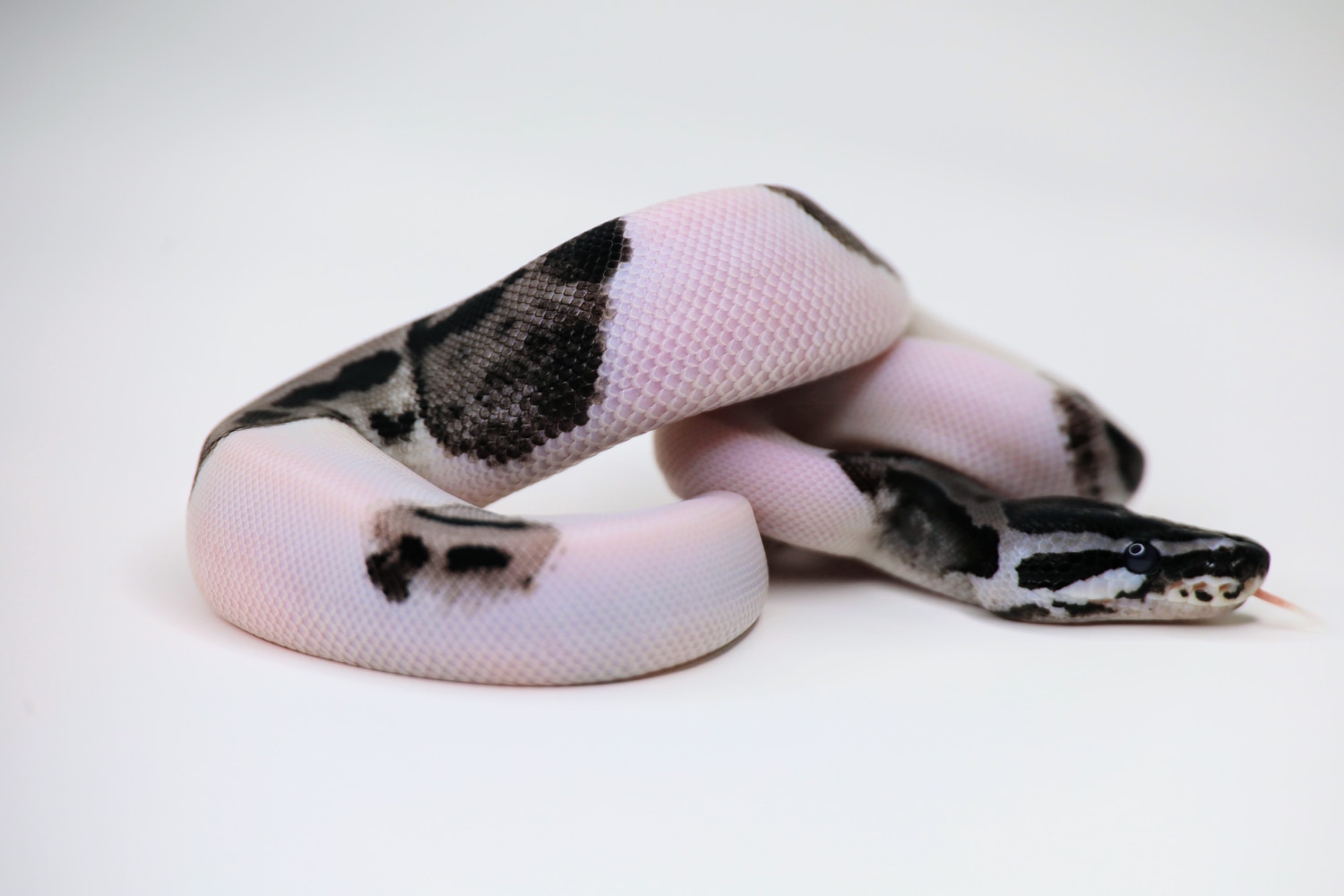 Lightning Pied Ball Python by SNKE LTD - (BlindStryke Exotics ...