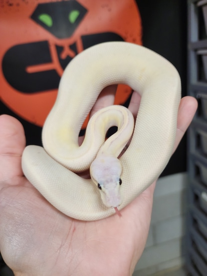 *SALE* Banana Sterling Pos Sandblast Pos Het Pied Ball Python by SNKE LTD