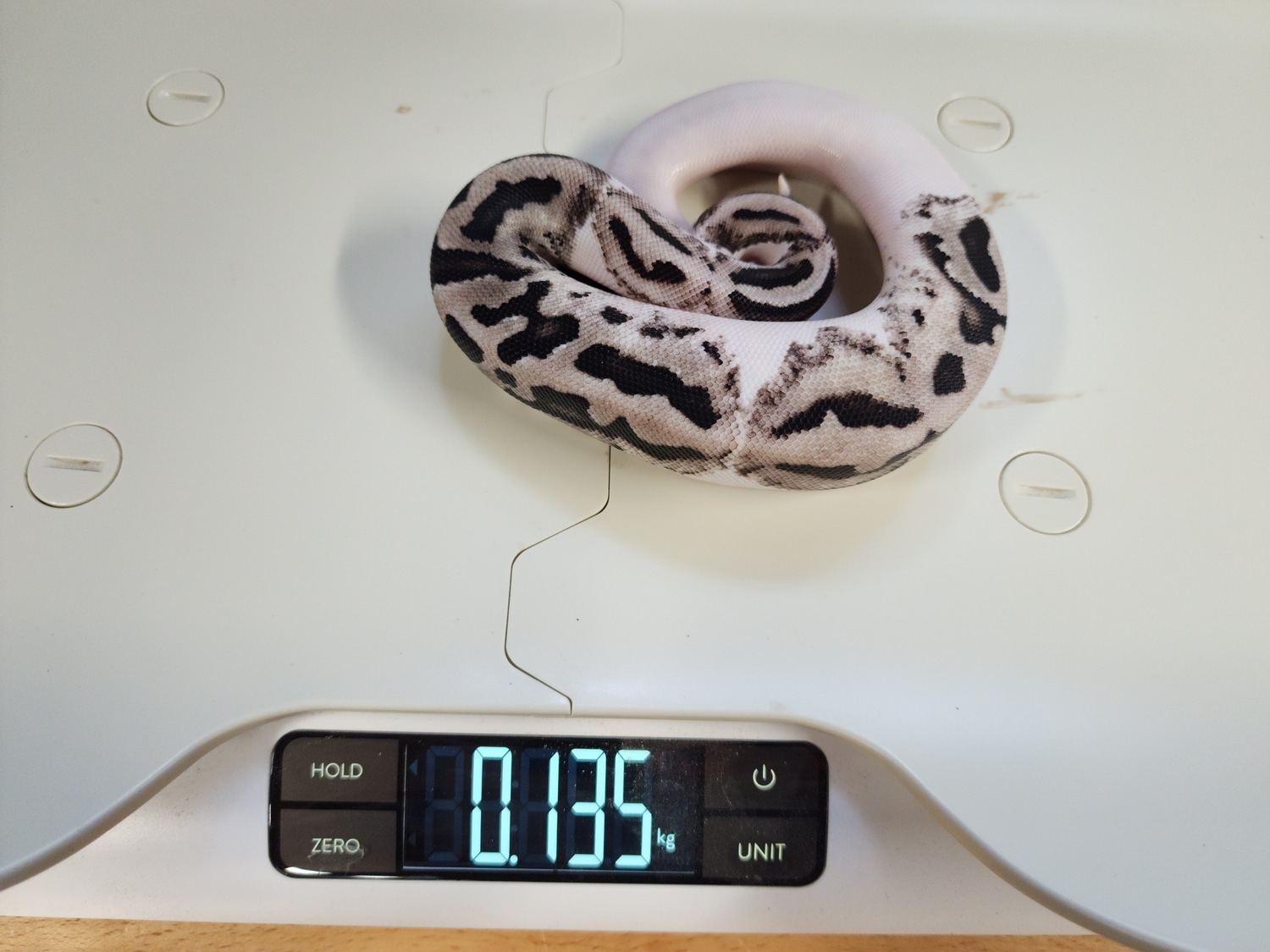 PAIR ⚡️Lightning Pied⚡️ Ball Python by SNKE LTD - (BlindStryke Exotics ...