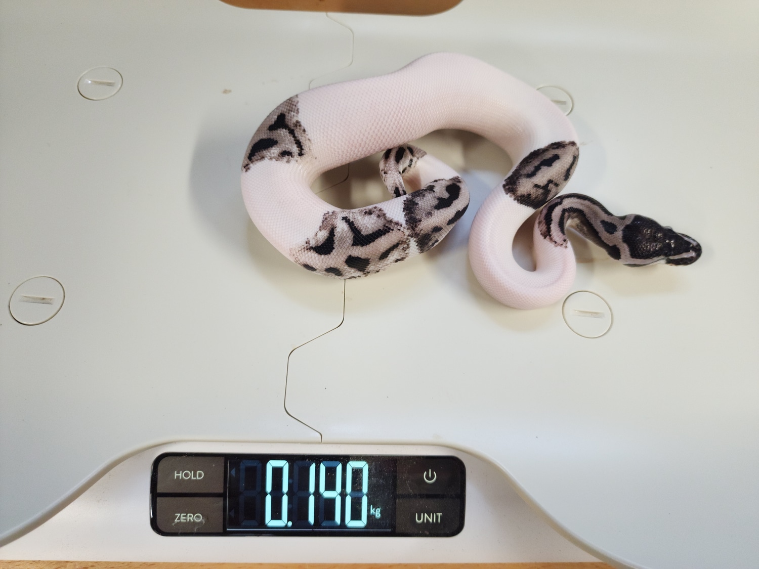 PAIR ⚡️Lightning Pied⚡️ Ball Python by SNKE LTD - (BlindStryke Exotics ...