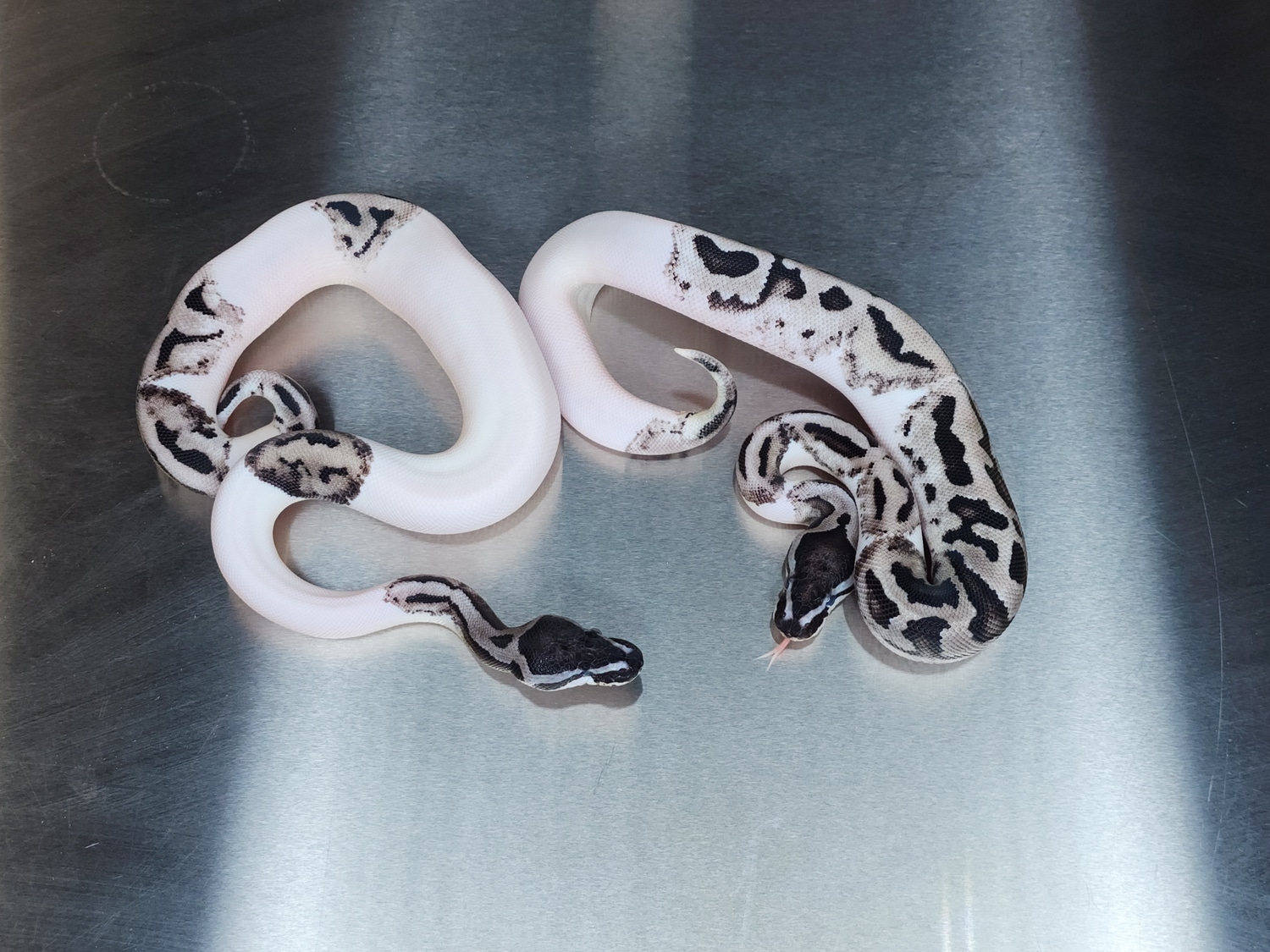 PAIR ⚡️Lightning Pied⚡️ Ball Python by SNKE LTD - (BlindStryke Exotics ...