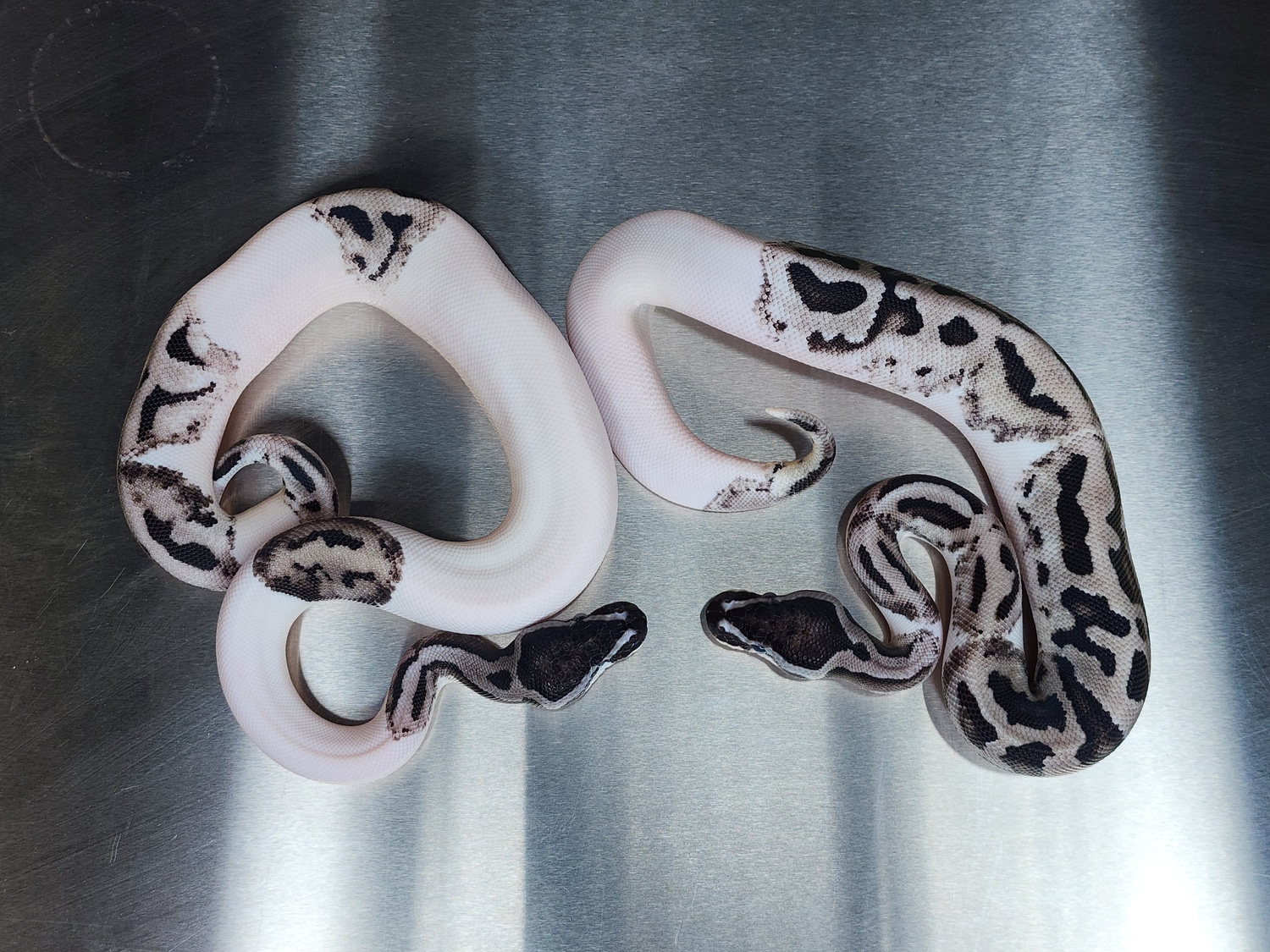 PAIR ⚡️Lightning Pied⚡️ Ball Python by SNKE LTD - (BlindStryke Exotics ...