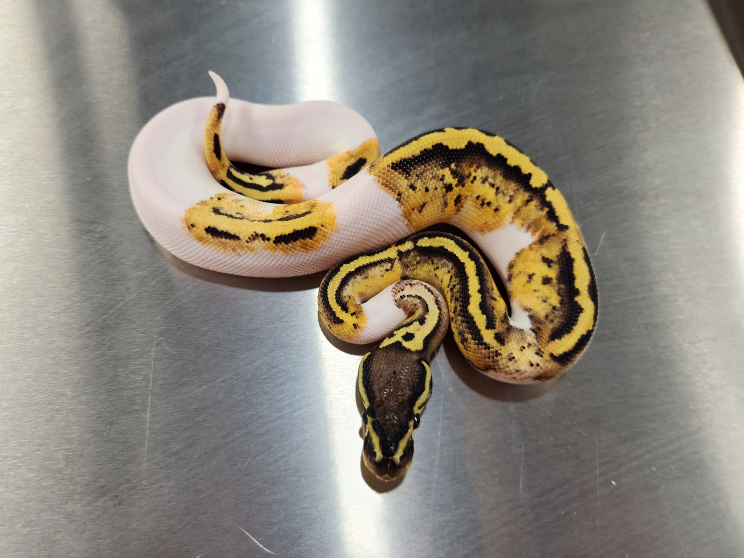 Pastel Pied Het Lightning MJ Axanthic Ball Python by SNKE LTD ...