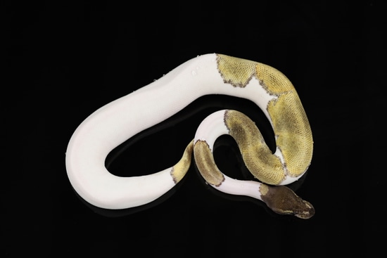PAIR Lightning PIED MJ Axanthic Ball Python by SNKE LTD
