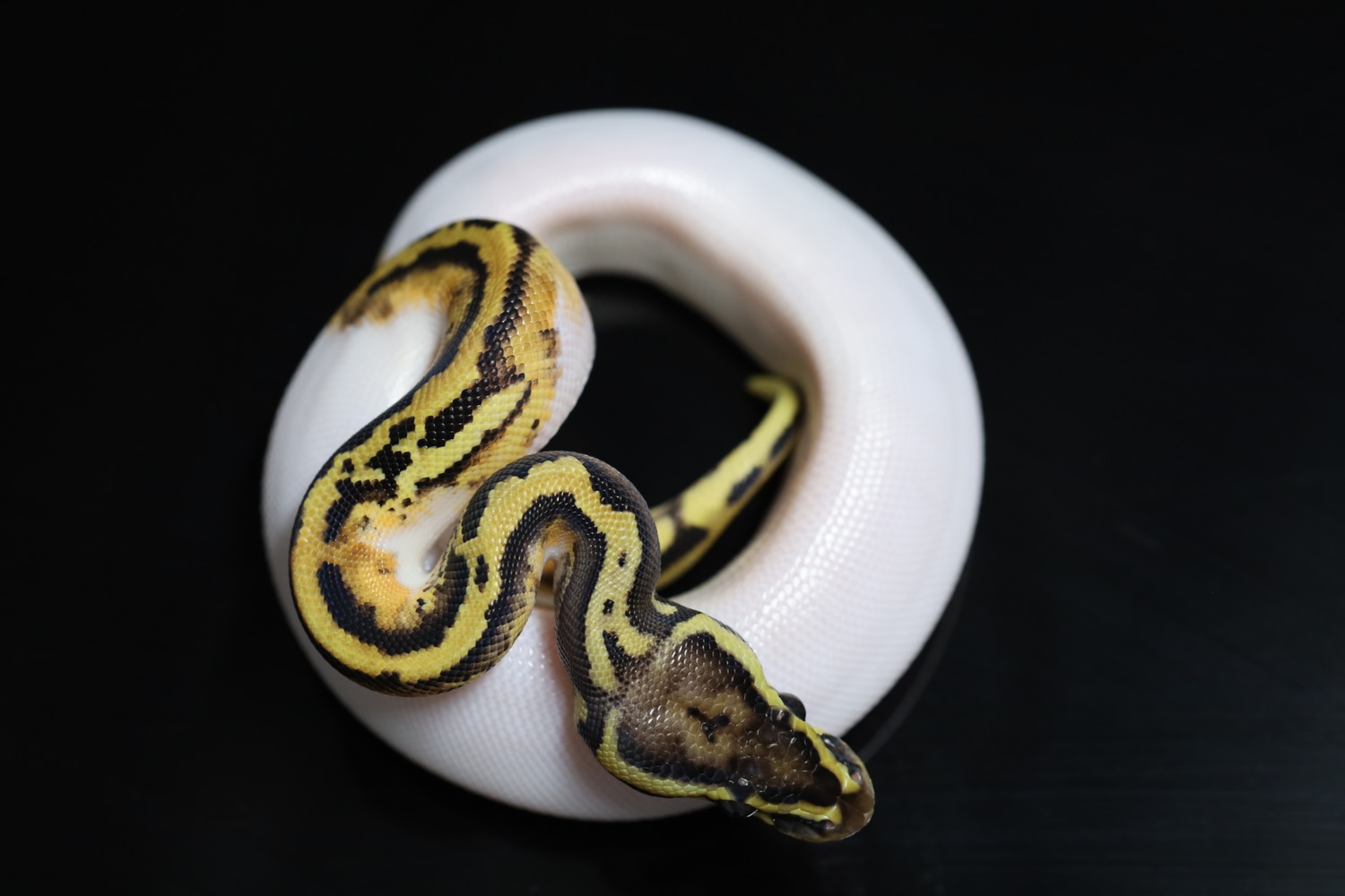 *SALE* Pastel Pied Het Ultramel Ball Python by SNKE LTD - (BlindStryke ...