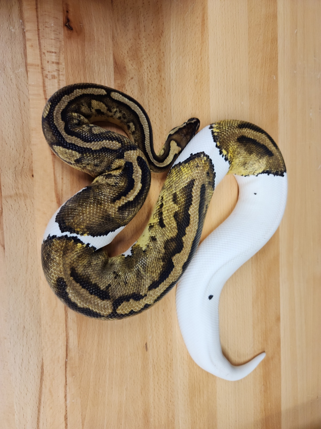 RTB Pastel Pied Ball Python by SNKE LTD - (BlindStryke Exotics ...