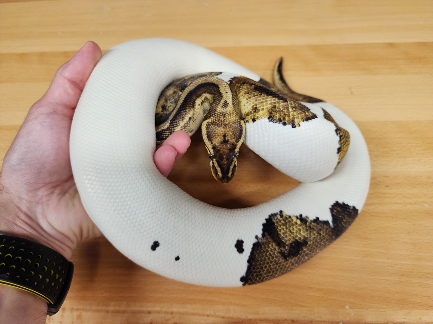 *SALE* RTB Pastel Leopard Pied 8MM FOLLICLES Ball Python by SNKE LTD ...