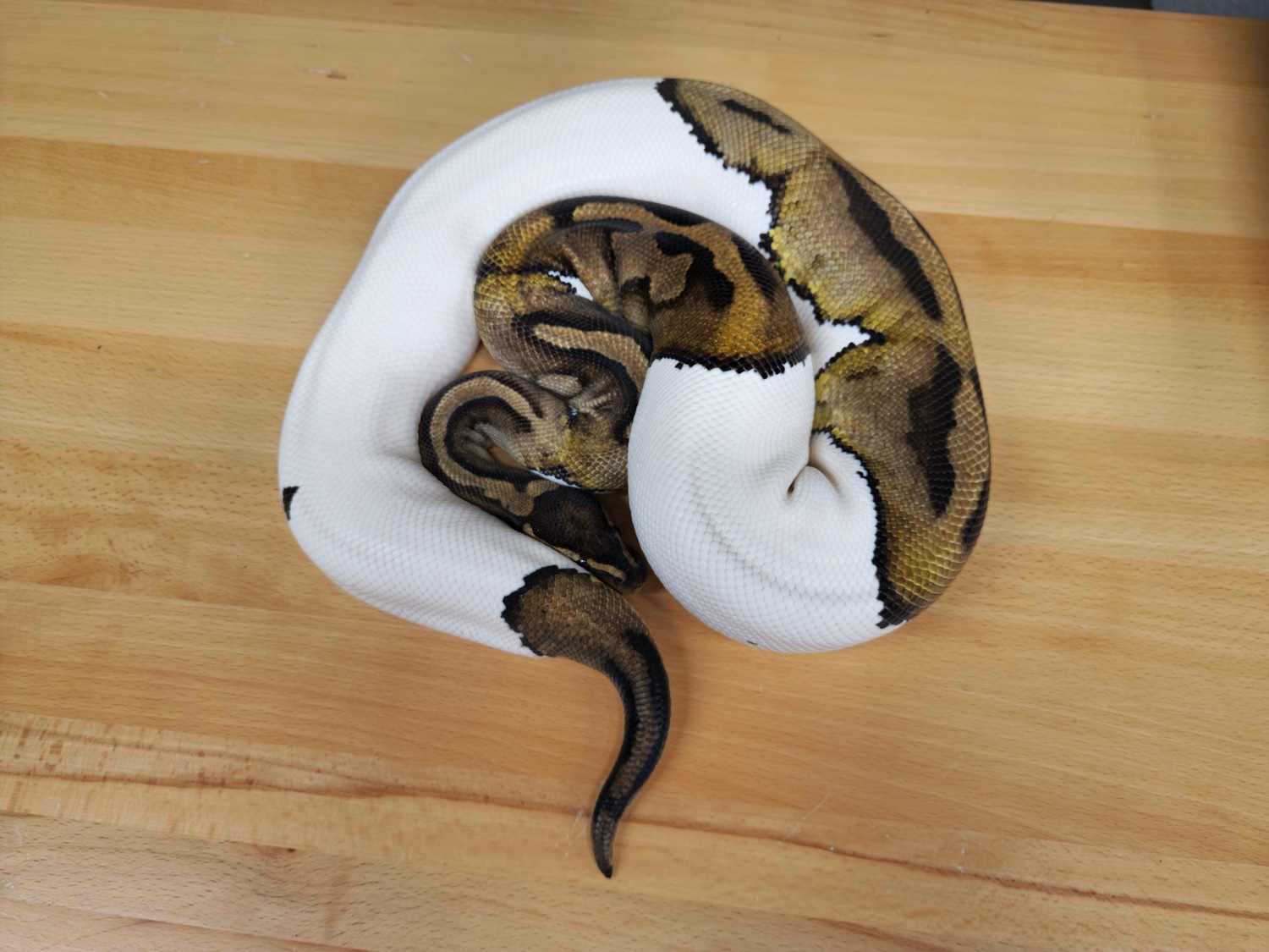 Proven RTB Pied Ball Python by SNKE LTD - (BlindStryke Exotics ...