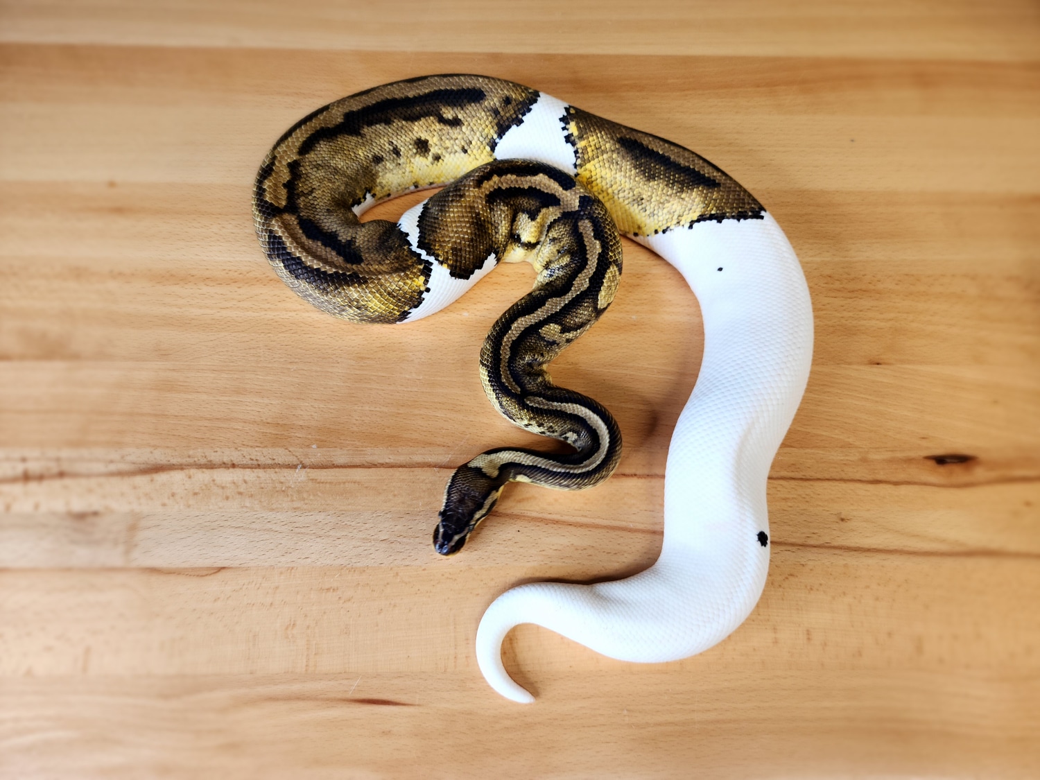 2x RTB Pastel PIED Female Group Ball Python by SNKE LTD - (BlindStryke Exotics) - MorphMarket