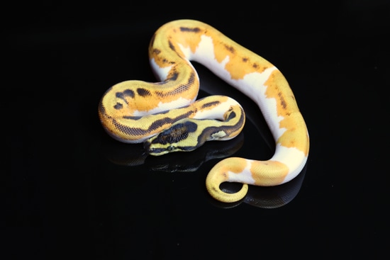 *BOGO* Orange Dream Yellowbelly Leopard Enchi Pied Ball Python by Snke Ltd