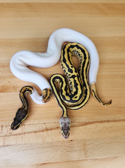 Ultrapied Pair 1 Leopard Orange Dream Yellowbelly Pastel Fire Ball ...