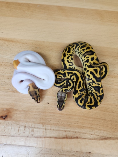 Ultrapied Pair 5 Leopard Orange Dream Yellowbelly Pastel Fire Leopard ...