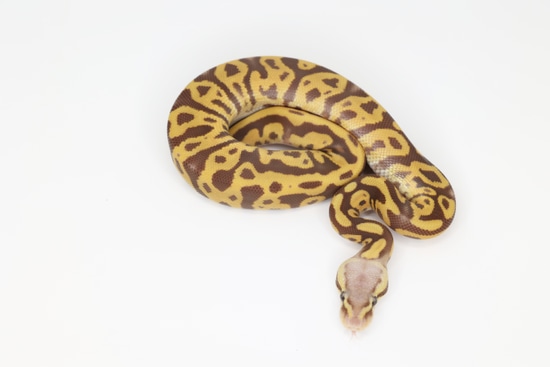 *BOGO* Pastel Leopard Ultramel Pos Het Pied Pos Het Albino Ball Python ...