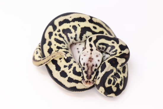 *BOGO* HET BATMAN! Spotnose Leopard Pastel DH Clown Pied Pos YB OD Ball ...