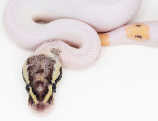 Superfly Orange Dream And/or Yellowbelly Pied Het Ultramel Pos Leo Ball ...