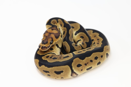50% OFF Clown Het Pied *orange Head* Ball Python by SNKE LTD