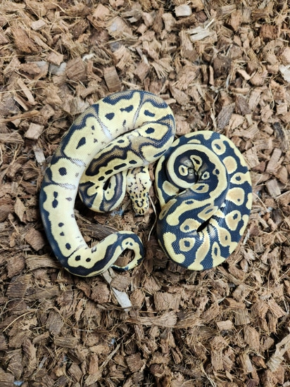 *50% OFF* Pair Pastel Orange Dream Clown Het Pied Ball Python by Snke Ltd
