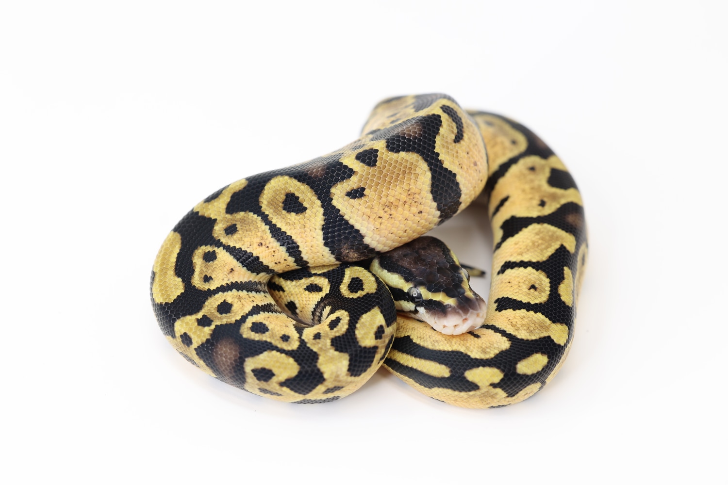 *50% OFF* Pastel Het DG Het Pied Ball Python by SNKE LTD - (BlindStryke ...