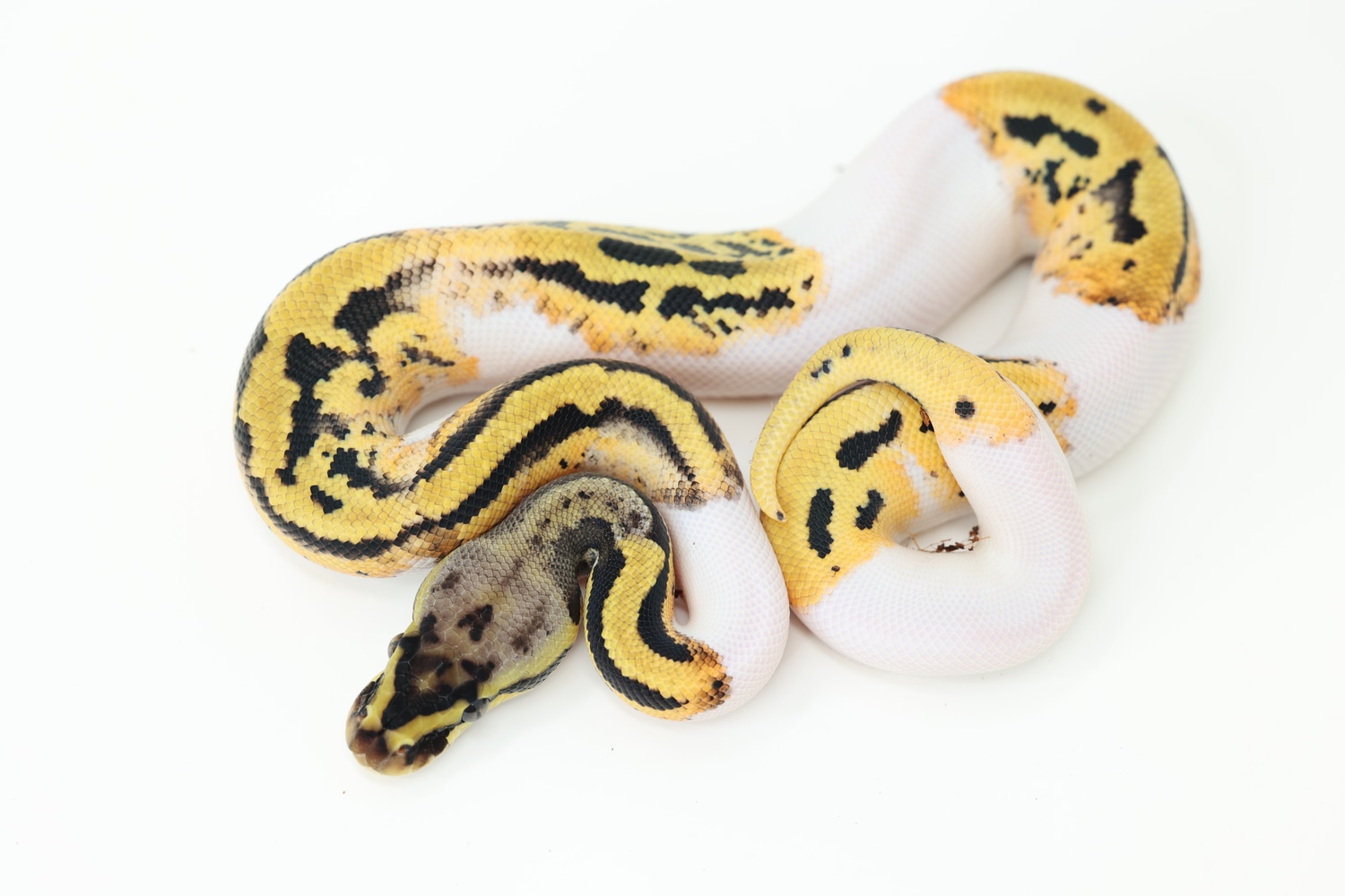 *50% OFF* Pastel YB OD Leo Pied 66% Het Clown Ball Python by SNKE LTD ...