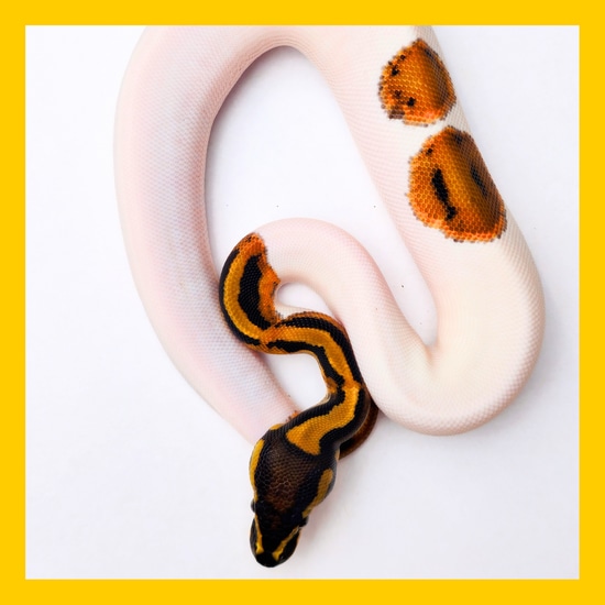 *2 FOR $999 PAIRS + $500 GC* Super Orange Dream Leo Pied Ball Python by ...
