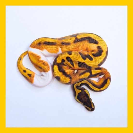 *2 FOR $999 PAIRS + $500 GC* Super Orange Dream Enchi Pied Ball Python ...