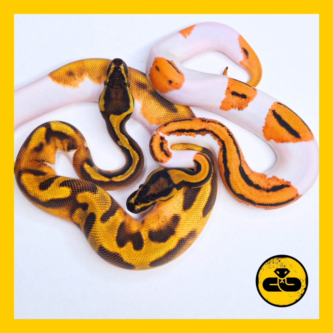 *FREE $500 GC* PAIR Super OD Pied Project 2 Ball Python by SNKE LTD ...