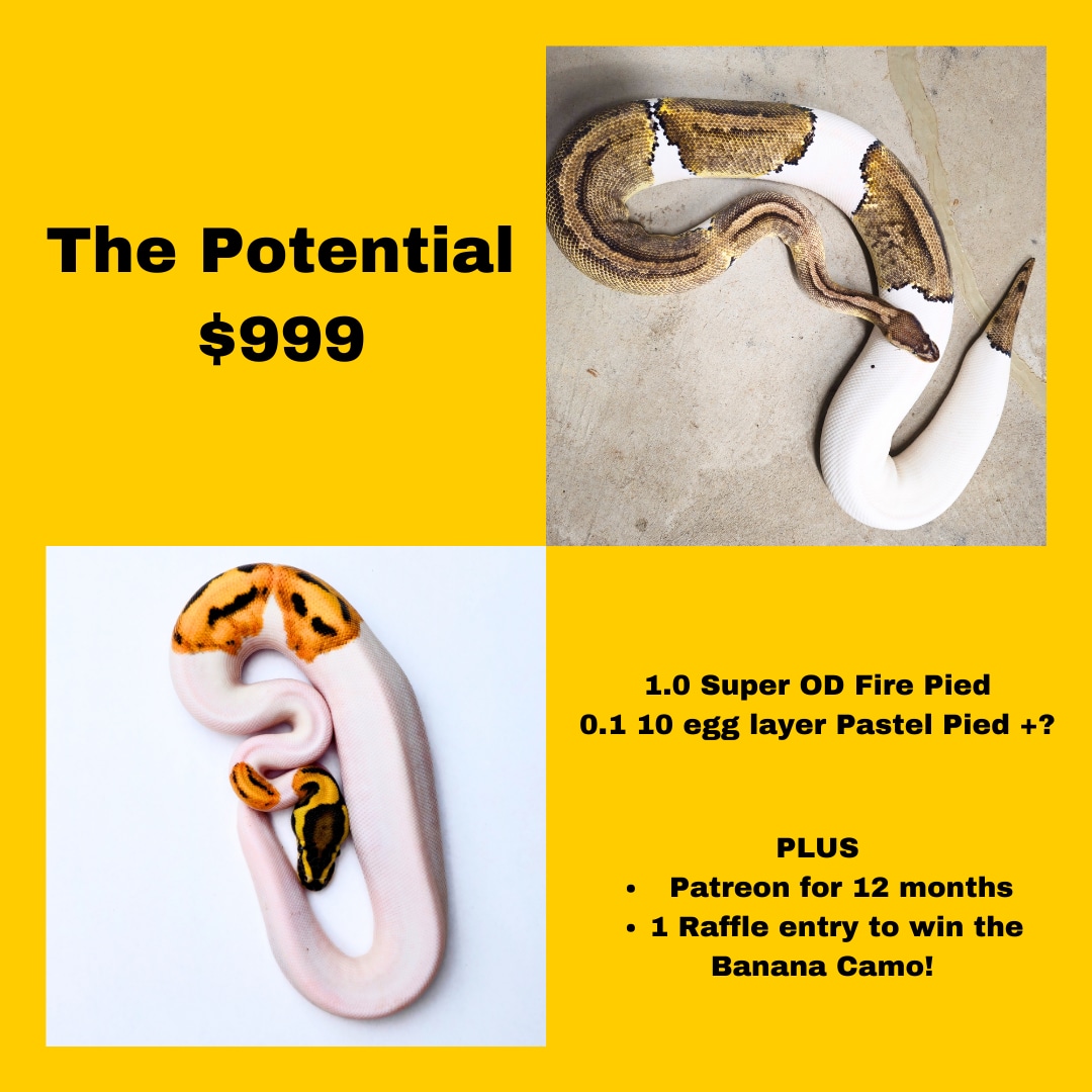 *FREE MALE* RTB PB Pastel Pied +? 10 Egg Layer! Ball Python by SNKE LTD - (BlindStryke Exotics ...