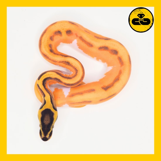 *FREE $500 GC* Super OD YB Enchi Leo Pied Ball Python by SNKE LTD