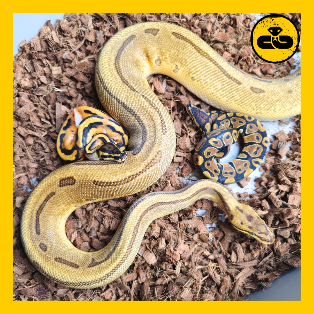 ⚡*FLASH SALE $750 2.1 Group* 1300g OD Enchi Leo Pin Het Hypo Ball ...