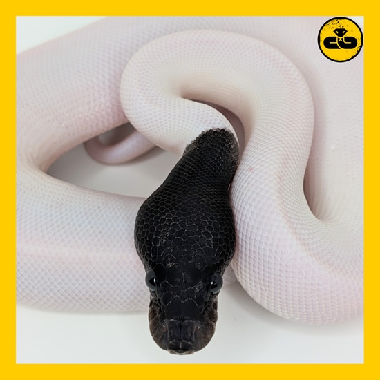 Leo BH Moj Pied 50% DH Black Ax/Hypo Pos Cinnamon Mahogany Ball Python by SNKE LTD ...