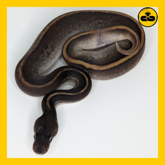 Leo Moj Cinny Mahogany 100% Het Pied 50% DH Black Axanthic/Hypo Ball ...