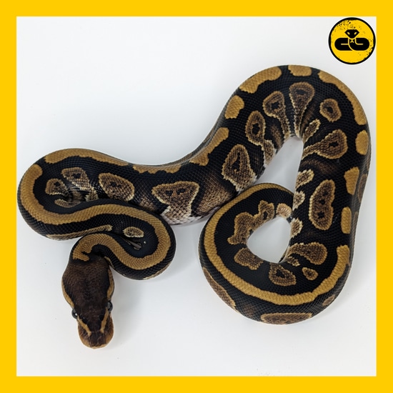 BH 100% Het Pied 50% DH Black Axanthic/Hypo Pos Mahogany NO RESERVE ...