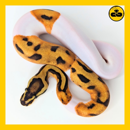 OD Enchi Fire Pied Ball Python by SNKE LTD