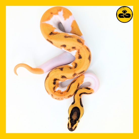 Super OD YB Enchi Leo Fire Pied Ball Python by SNKE LTD