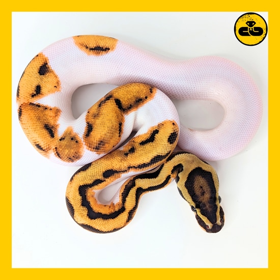 OD Enchi Fire Pied Ball Python by SNKE LTD - (BlindStryke Exotics)