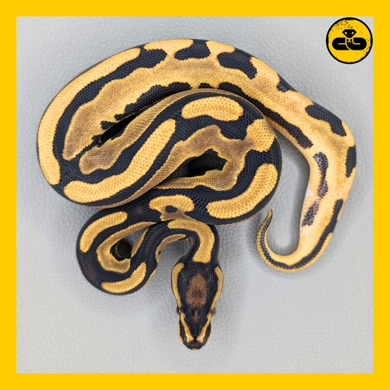 MALE SALE! OD YB Enchi Leo 100% DH DG Pied Ball Python by SNKE LTD