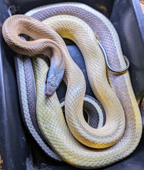 FLASH SALE 50% OFF Breeding Pair Ridleyi Cave Dwelling Rat Snakes ...