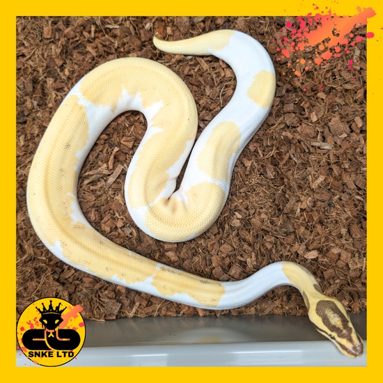 MALE SALE! Proven Super Orange Dream Yellowbelly Enchi Leopard Pied 66% ...