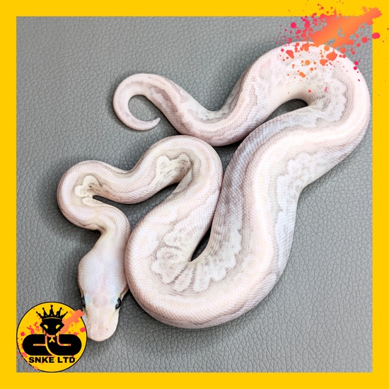 Bamboo Black Pewter (+ More?) Het Ultramel 50% Het Pied Ball Python by ...