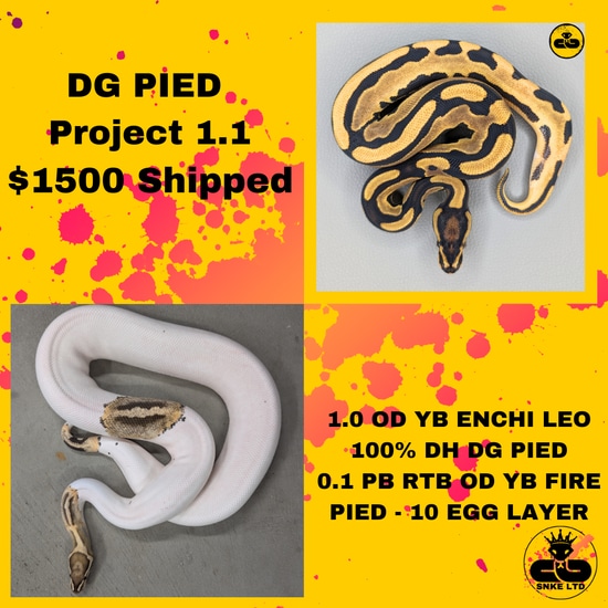1.1 DG Pied Project Pair FREE S&H - 10 Egg Laying Female! Ball Python ...
