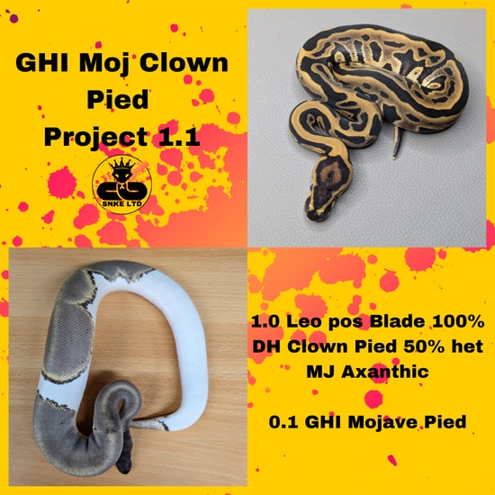 1.1 Clown Pied Project Pair GHI Mojave Leo 50% MJ Axanthic Ball Python ...