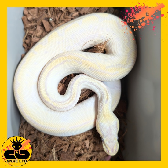 Ultramel Bamboo OD YB Leo Firefly Ball Python by SNKE LTD