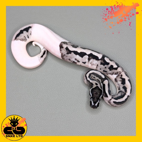 MJ Lightning Pied Ball Python by SNKE LTD