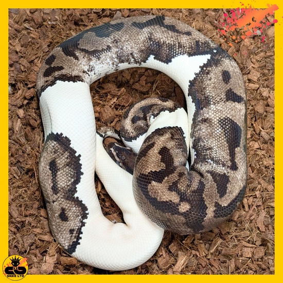 PB 1600g MJ Lightning Pied Ball Python by SNKE LTD